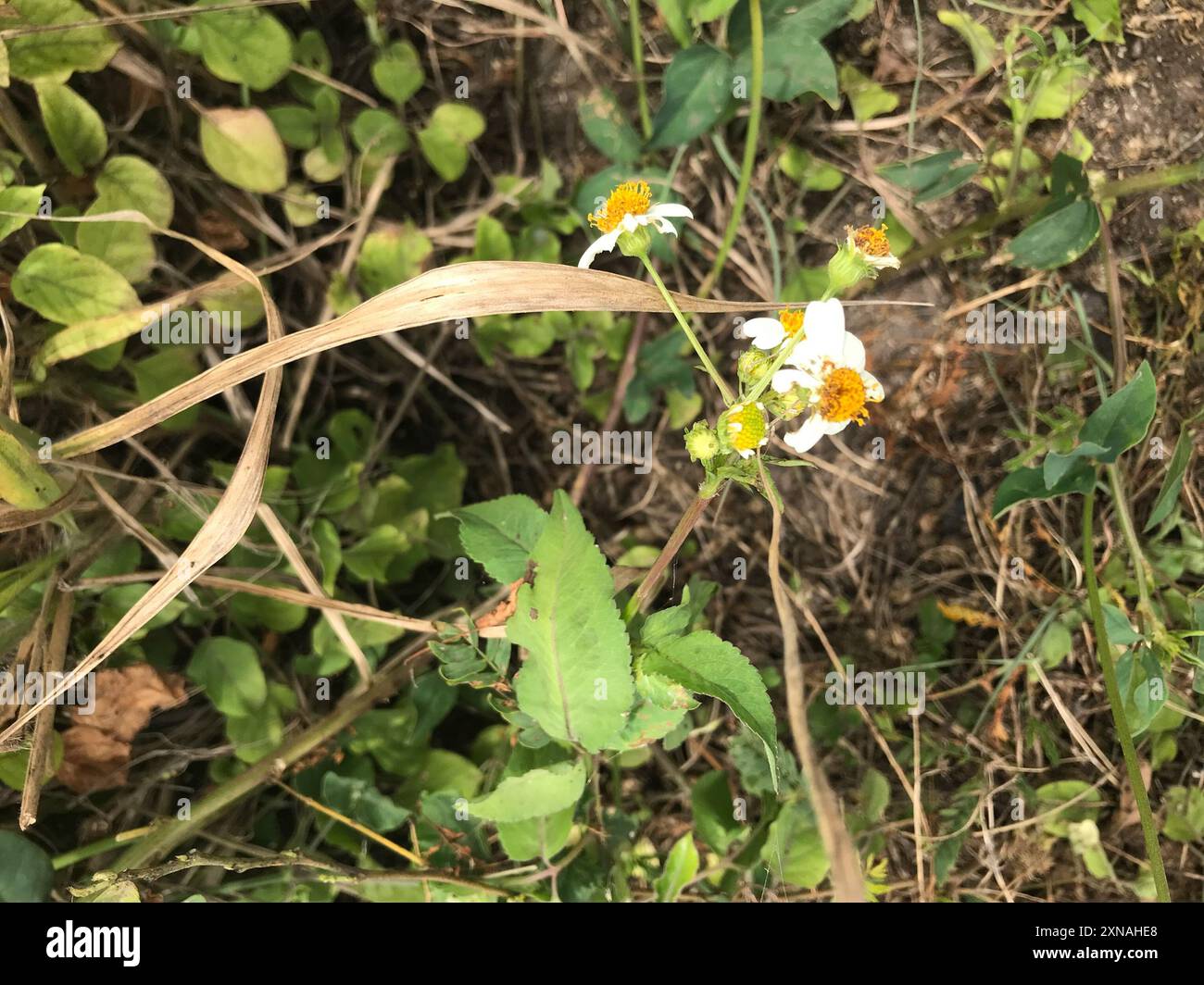 White beggarticks (Bidens alba) Plantae Stock Photo - Alamy