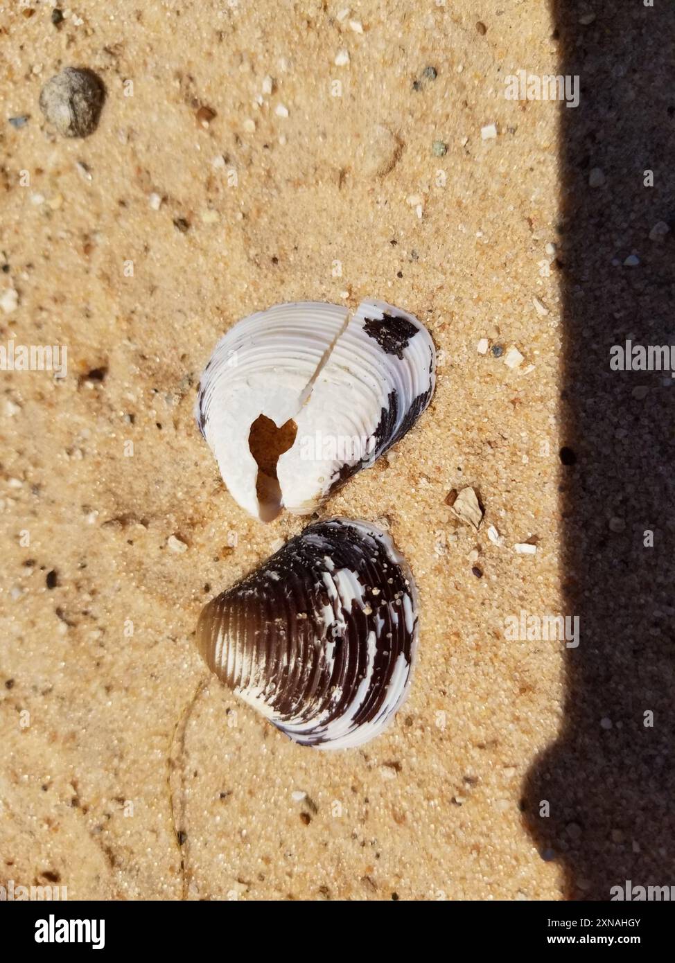 Asian Clam (Corbicula fluminea) Mollusca Stock Photo - Alamy