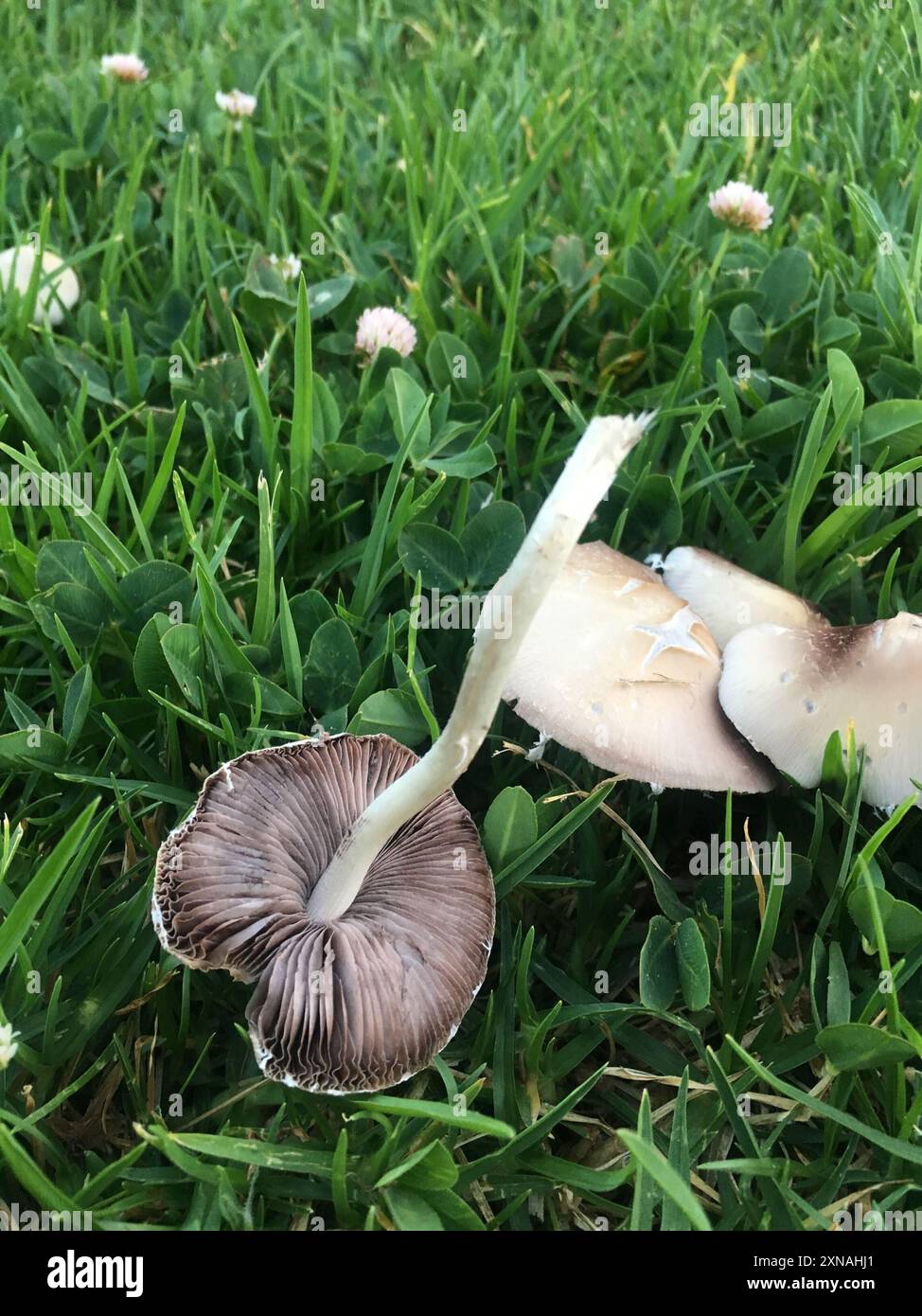 Pale Brittlestem (Candolleomyces candolleanus) Fungi Stock Photo - Alamy