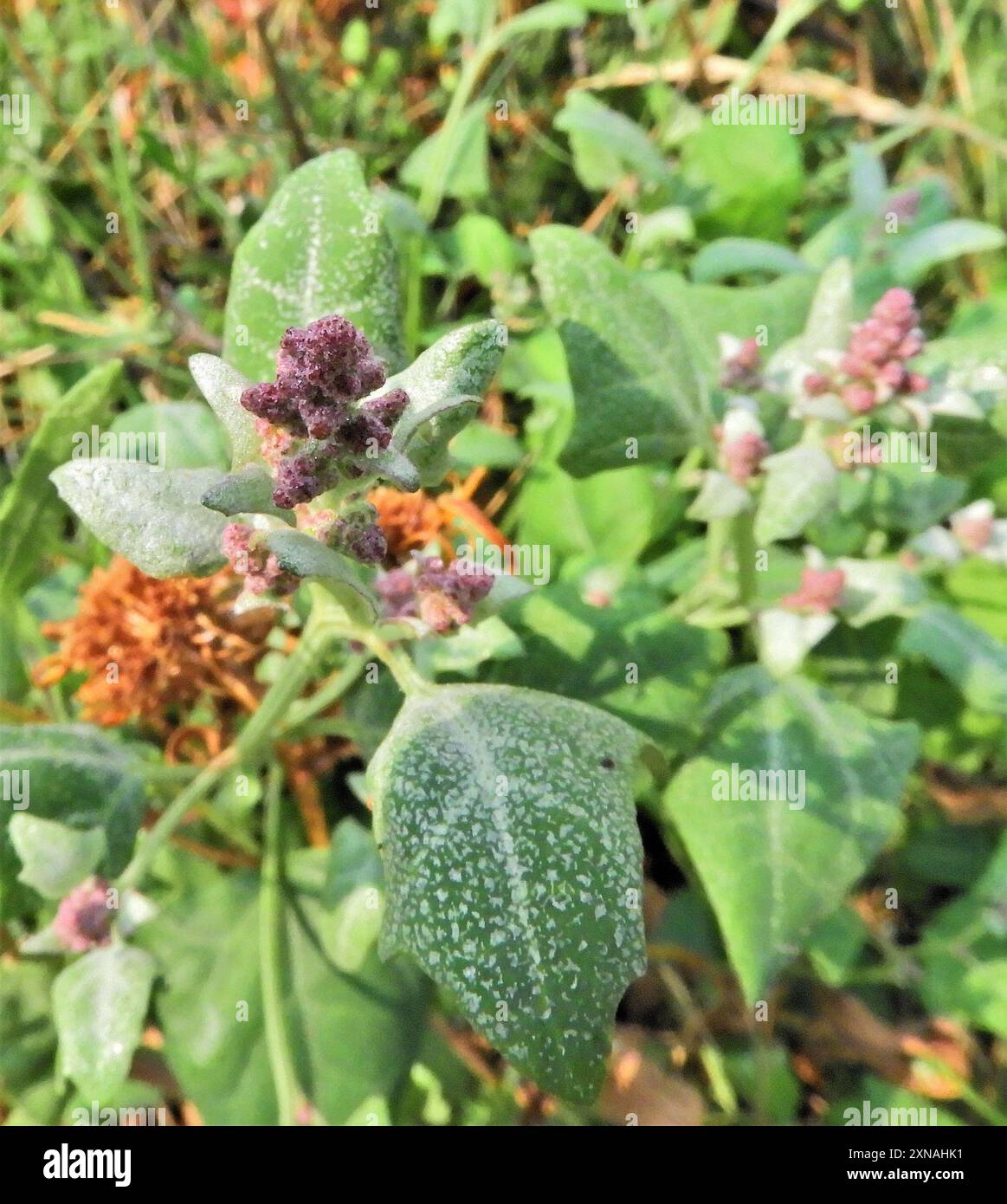 Saltbushes (Atriplex) Plantae Stock Photo - Alamy