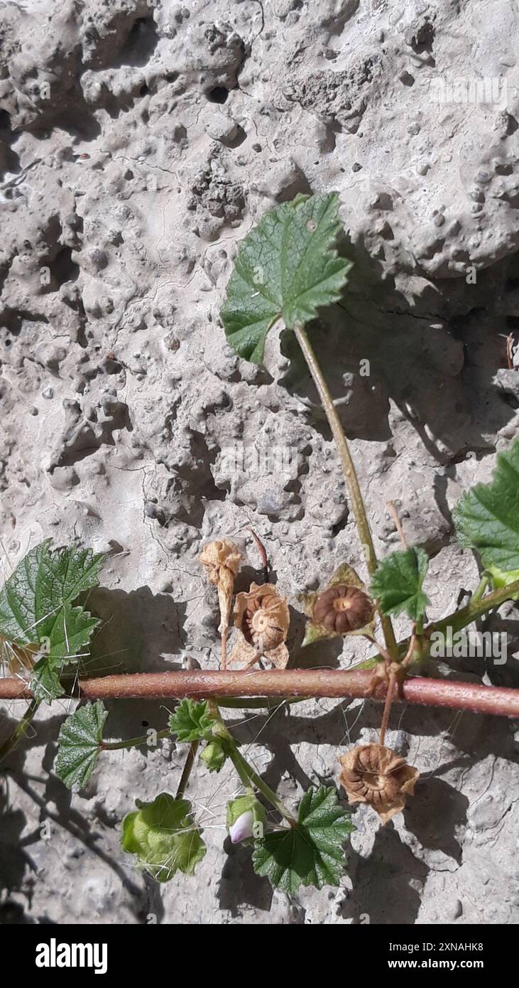 dwarf mallow (Malva neglecta) Plantae Stock Photo - Alamy