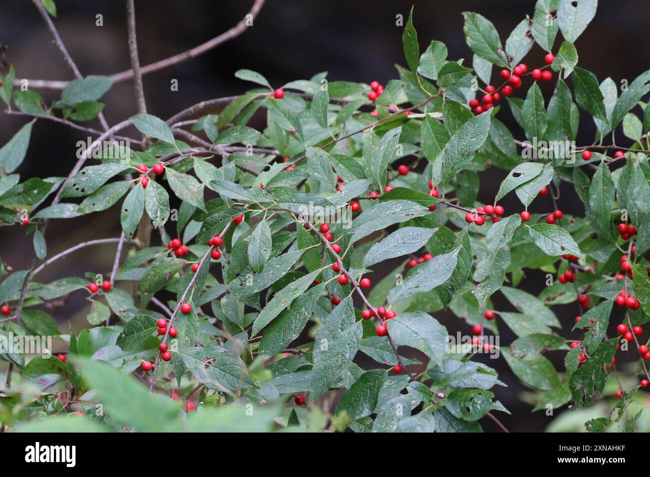 winterberry holly (Ilex verticillata) Plantae Stock Photo - Alamy