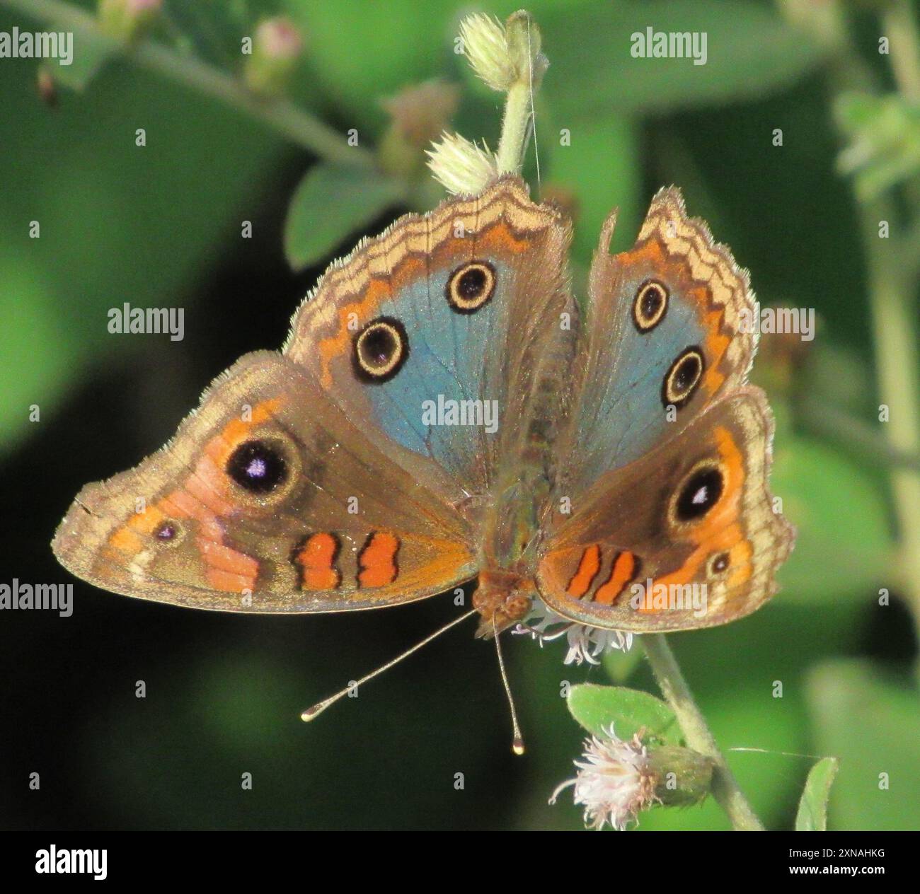 South American Tropical Buckeye (Junonia evarete) Insecta Stock Photo ...
