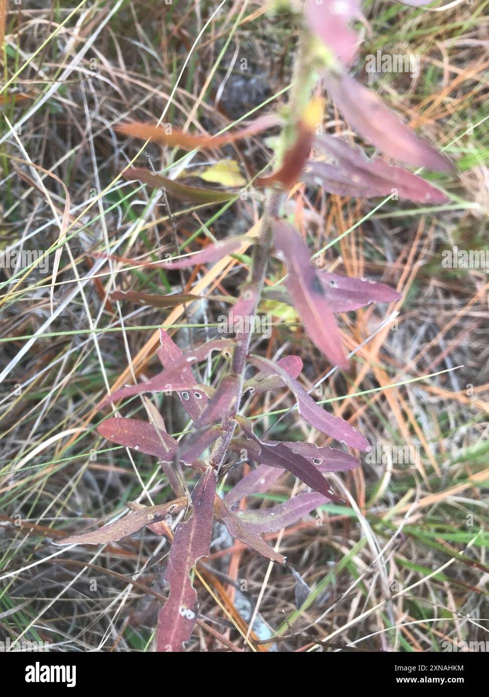 Appalachian blazing star (Liatris squarrulosa) Plantae Stock Photo - Alamy