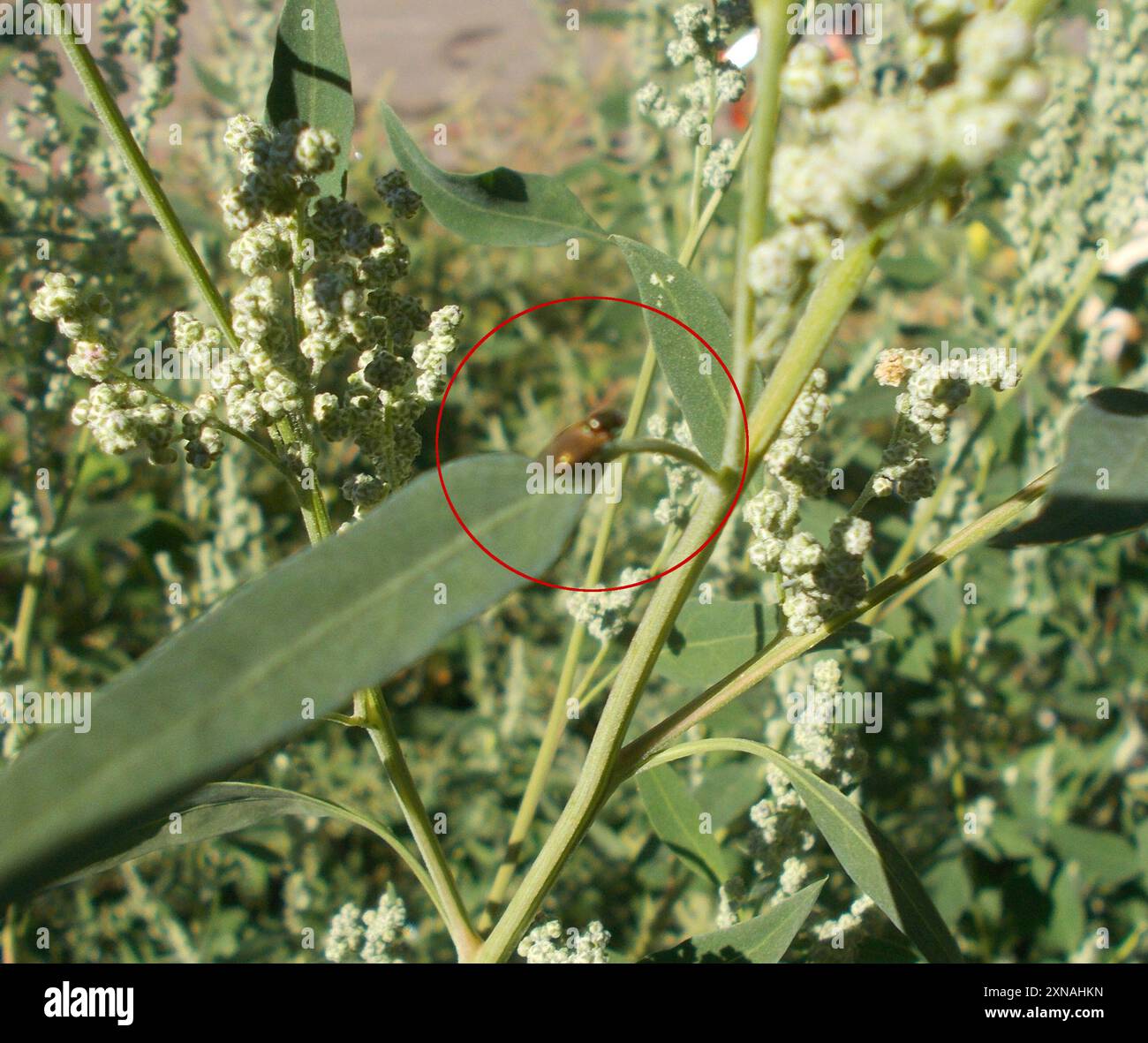 Brachyceran Flies (Brachycera) Insecta Stock Photo - Alamy