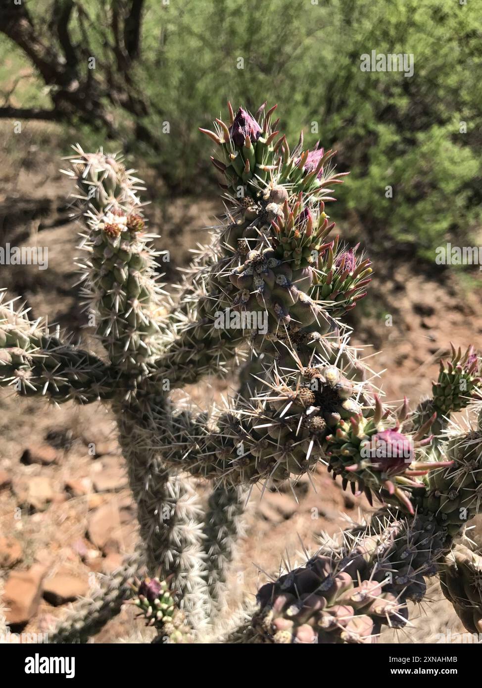 tree cholla (Cylindropuntia imbricata) Plantae Stock Photo - Alamy