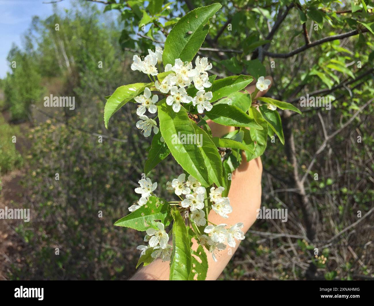 fire cherry (Prunus pensylvanica) Plantae Stock Photo - Alamy