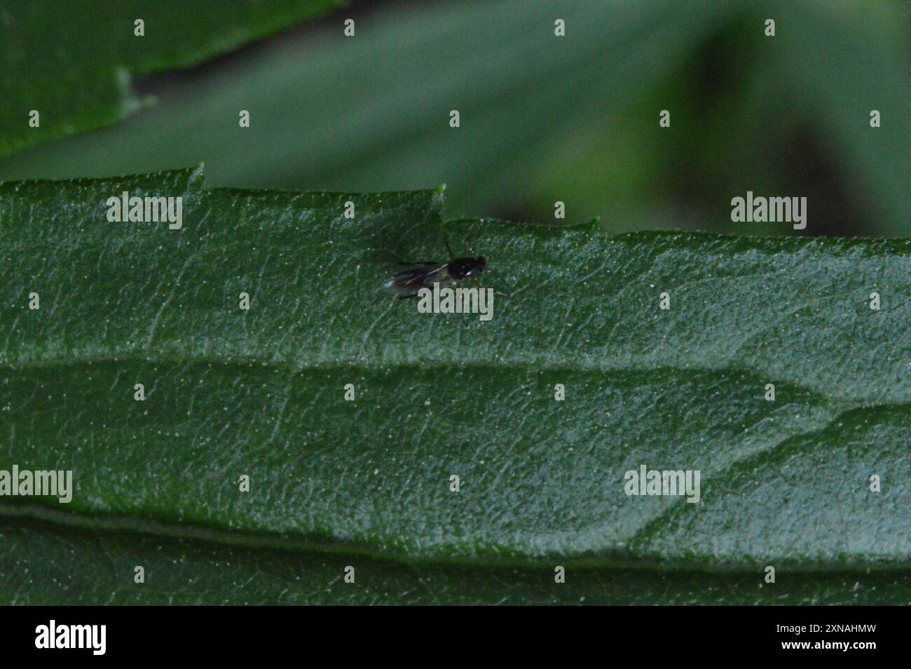Biting Midges (Ceratopogonidae) Insecta Stock Photo - Alamy