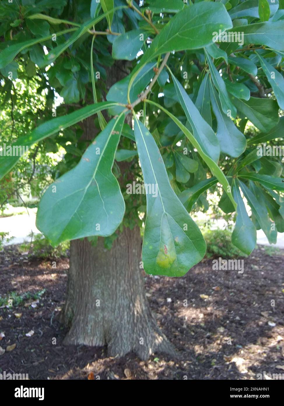 water oak (Quercus nigra) Plantae Stock Photo - Alamy