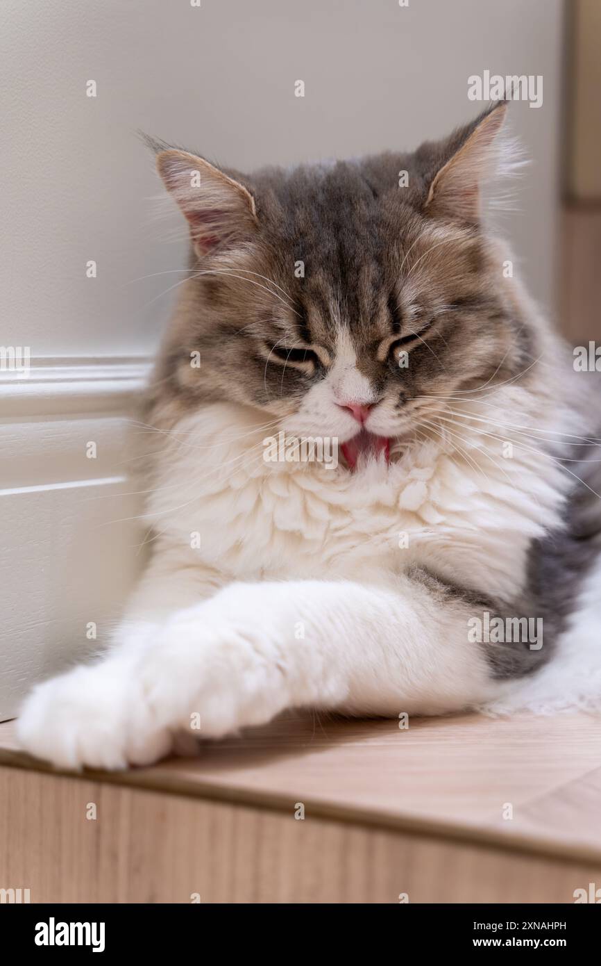 Cute Cat Animal Portrait Photo Stock Photo - Alamy