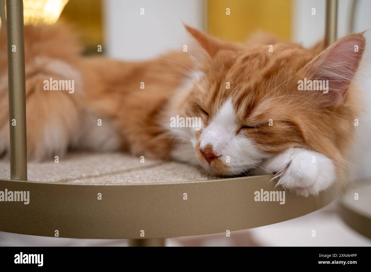 Cute Cat Animal Portrait Photo Stock Photo - Alamy