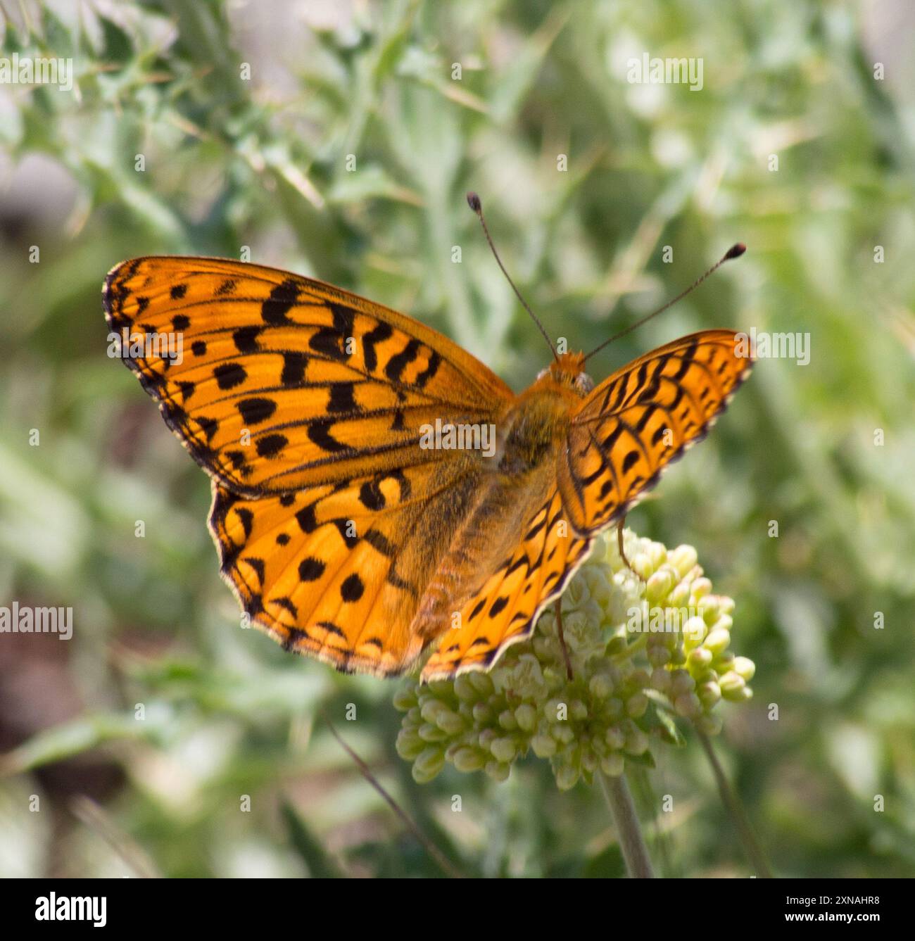 Great basin fritillary hi-res stock photography and images - Alamy