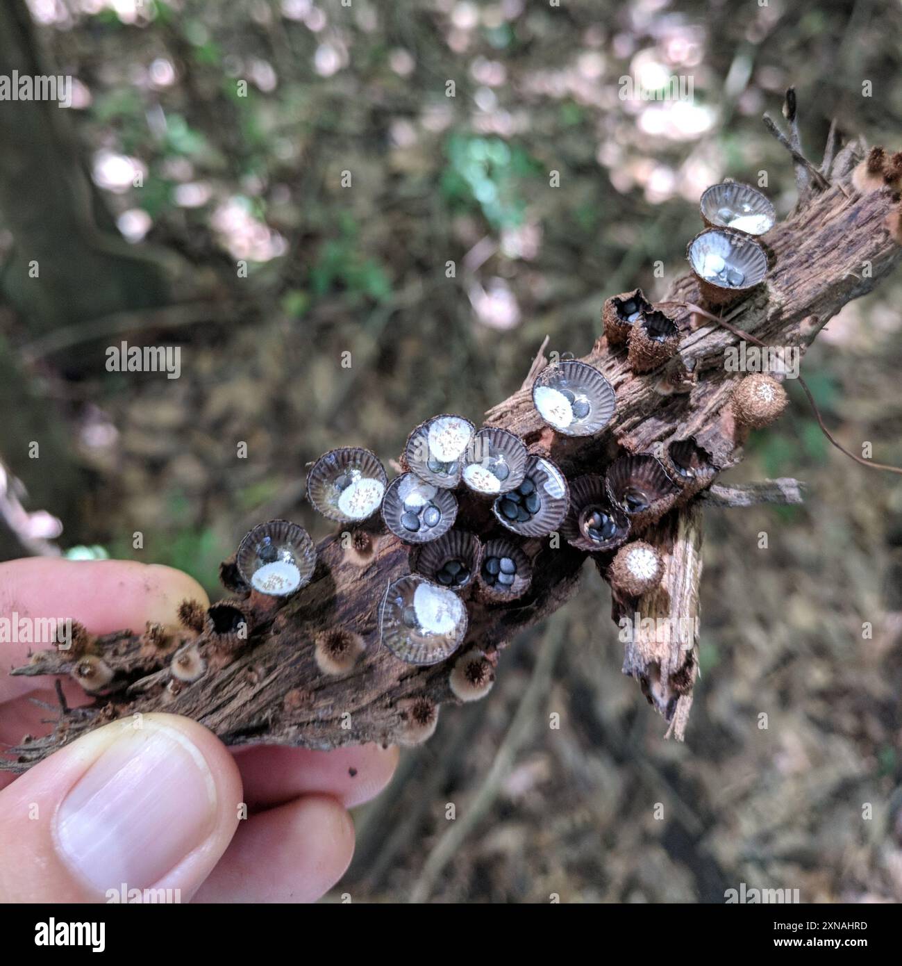bird's nest fungi (Nidulariaceae) Fungi Stock Photo - Alamy