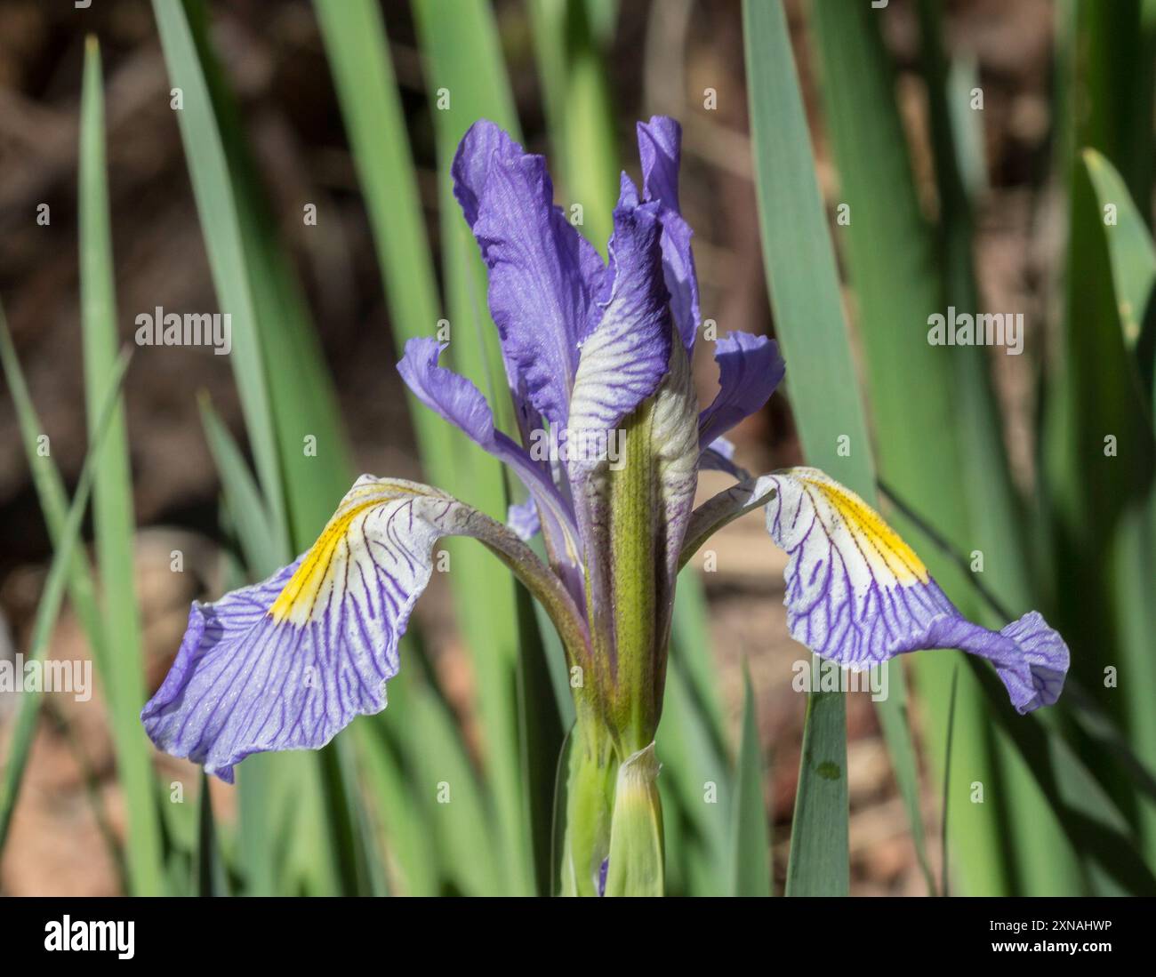 western blue flag (Iris missouriensis) Plantae Stock Photo - Alamy