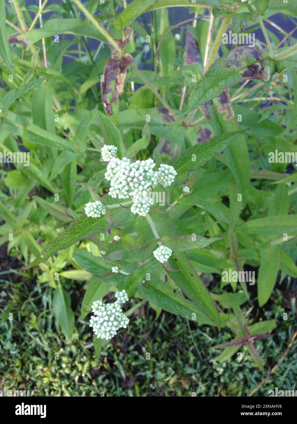 common boneset (Eupatorium perfoliatum) Plantae Stock Photo - Alamy