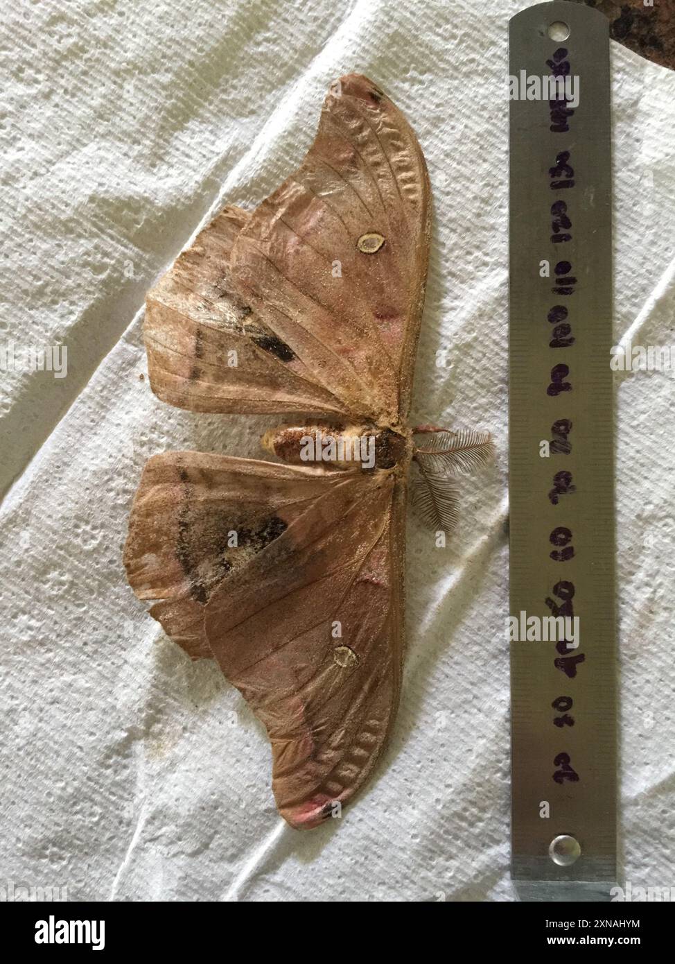 Polyphemus Moth (Antheraea polyphemus) Insecta Stock Photo - Alamy
