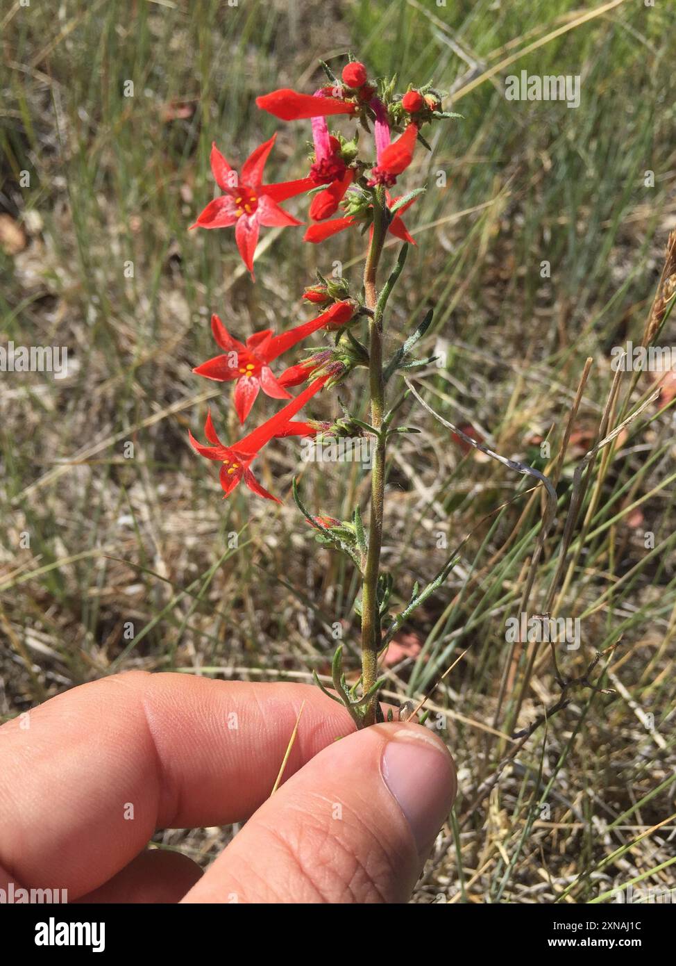 Scarlet Gilia (Ipomopsis aggregata) Plantae Stock Photo - Alamy