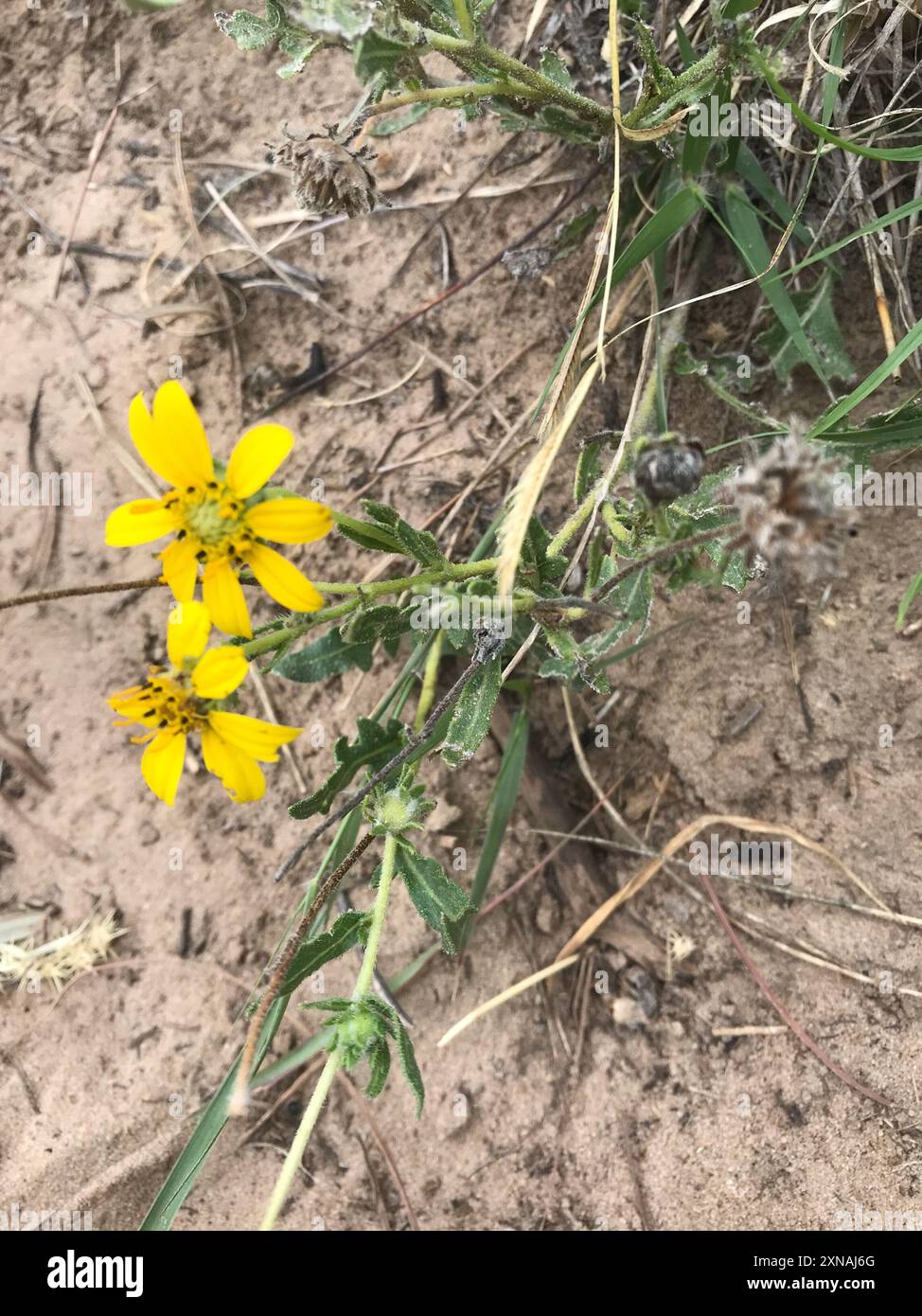 Engelmann daisy (Engelmannia peristenia) Plantae Stock Photo - Alamy