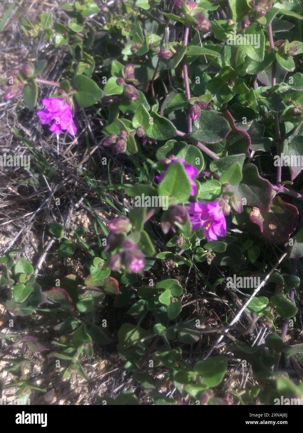 Wishbone Bush (Mirabilis laevis) Plantae Stock Photo - Alamy