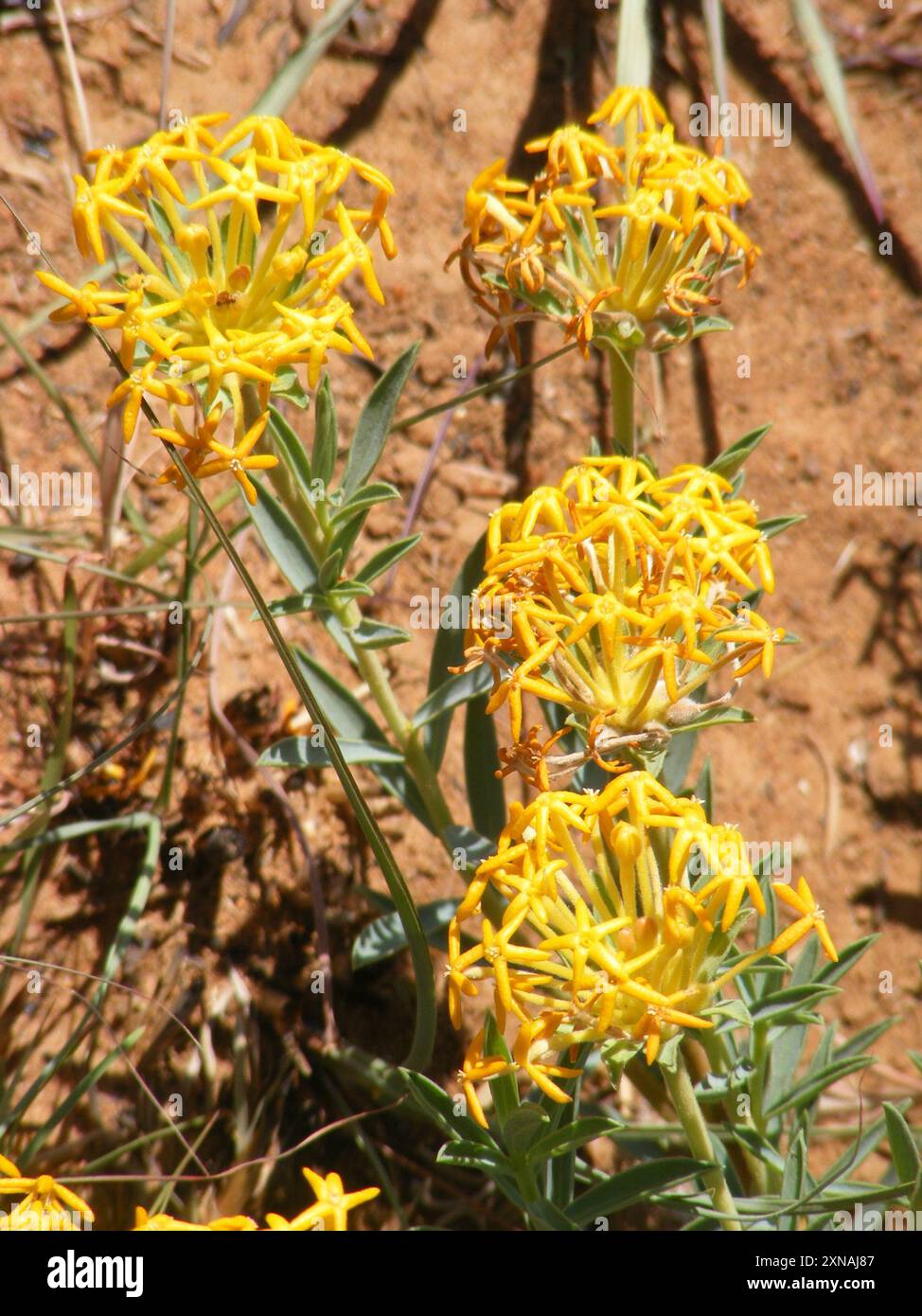Common Curryflower (Lasiosiphon capitatus) Plantae Stock Photo - Alamy