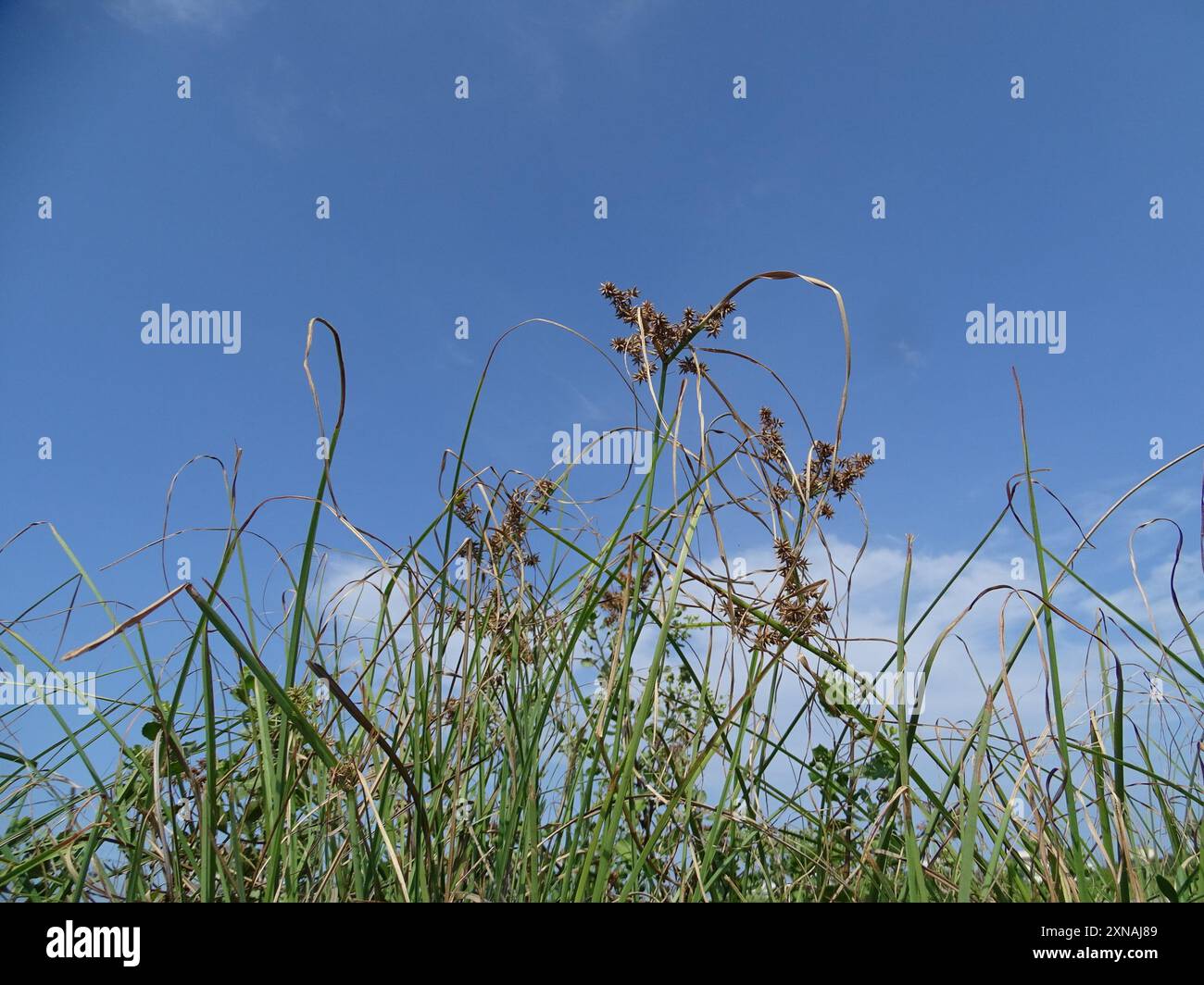 Javanese Flatsedge (Cyperus javanicus) Plantae Stock Photo - Alamy