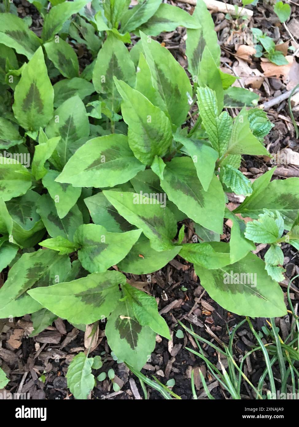 American jumpseed (Persicaria virginiana) Plantae Stock Photo - Alamy