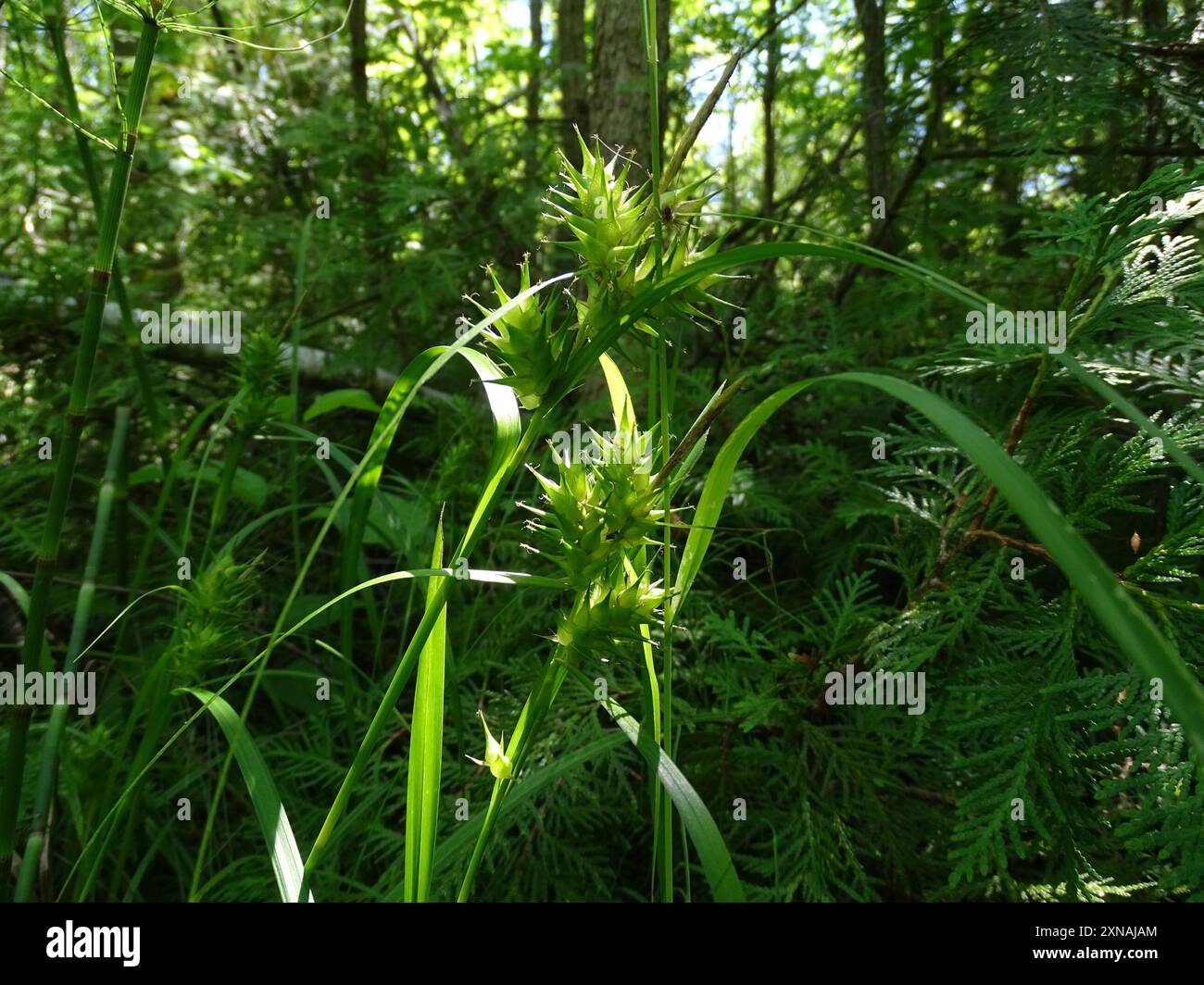 hop sedge (Carex lupulina) Plantae Stock Photo - Alamy