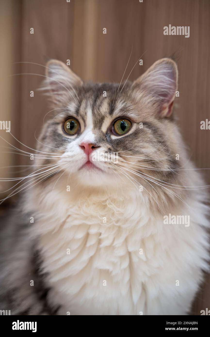 Cute Cat Animal Portrait Photo Stock Photo - Alamy