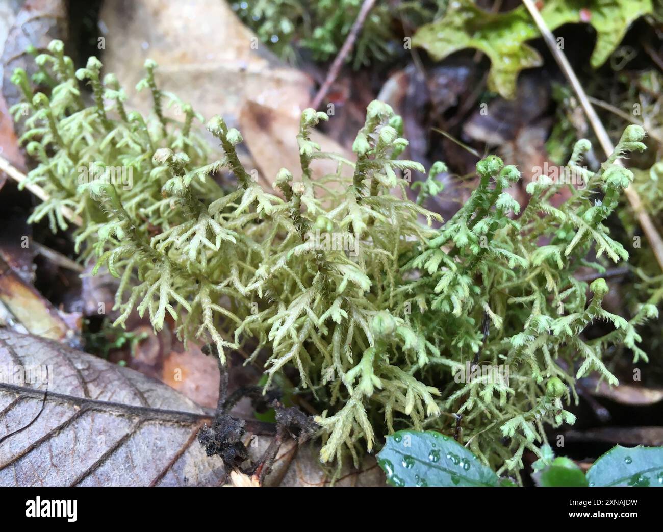 plants (Plantae) Plantae Stock Photo - Alamy