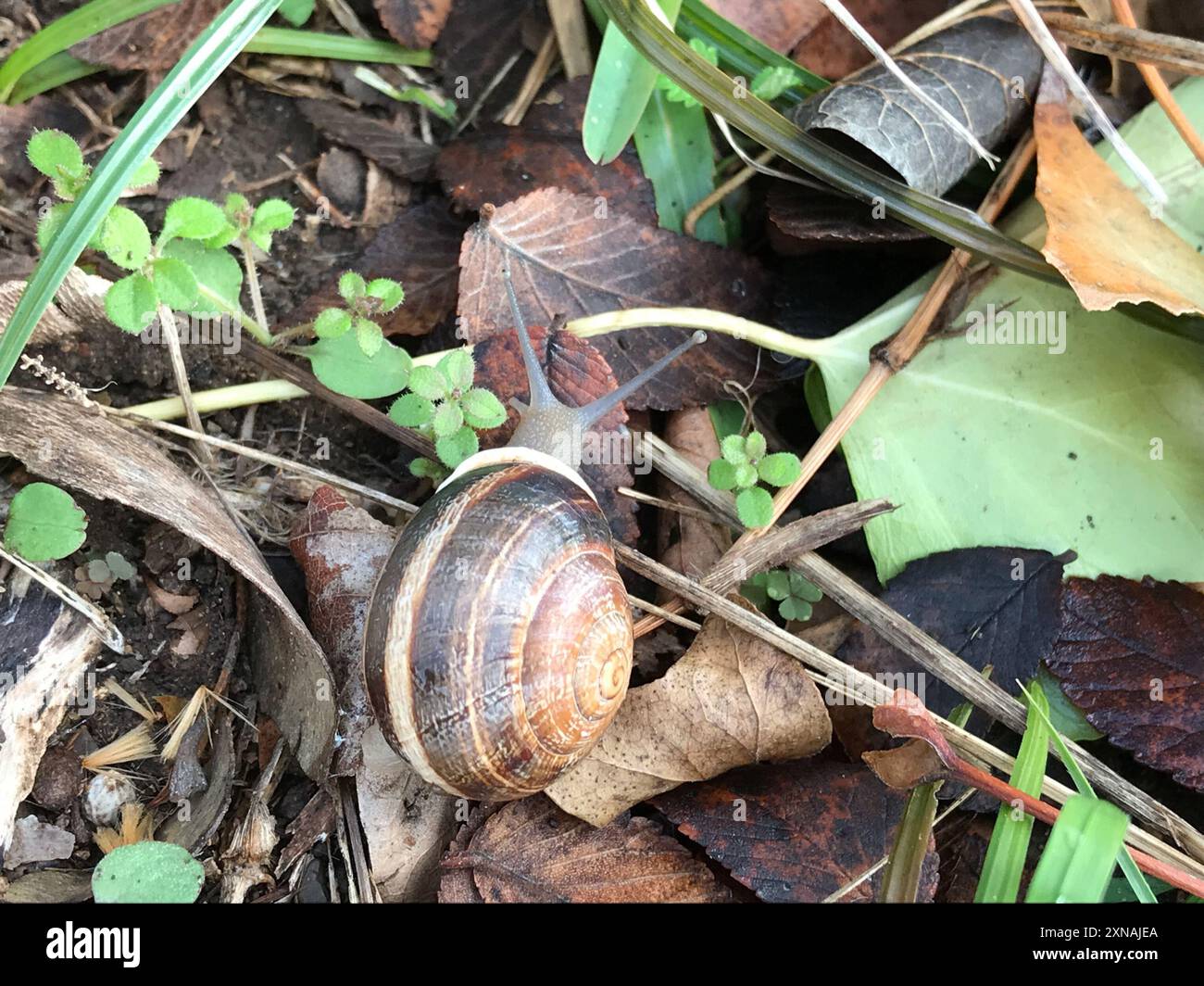 Milk Snail (Otala lactea) Mollusca Stock Photo - Alamy