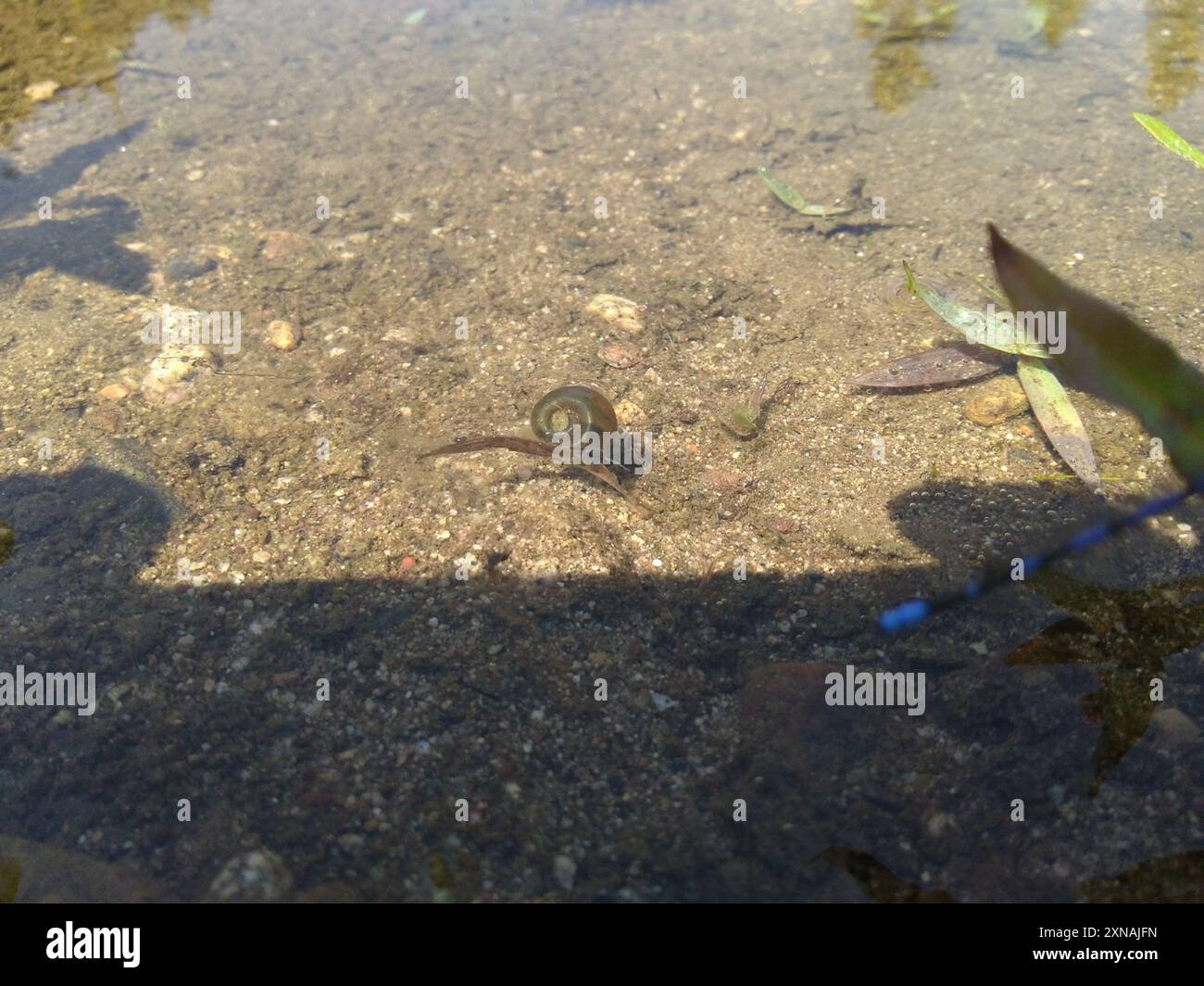 Ramshorn snails (Planorbidae) Mollusca Stock Photo - Alamy