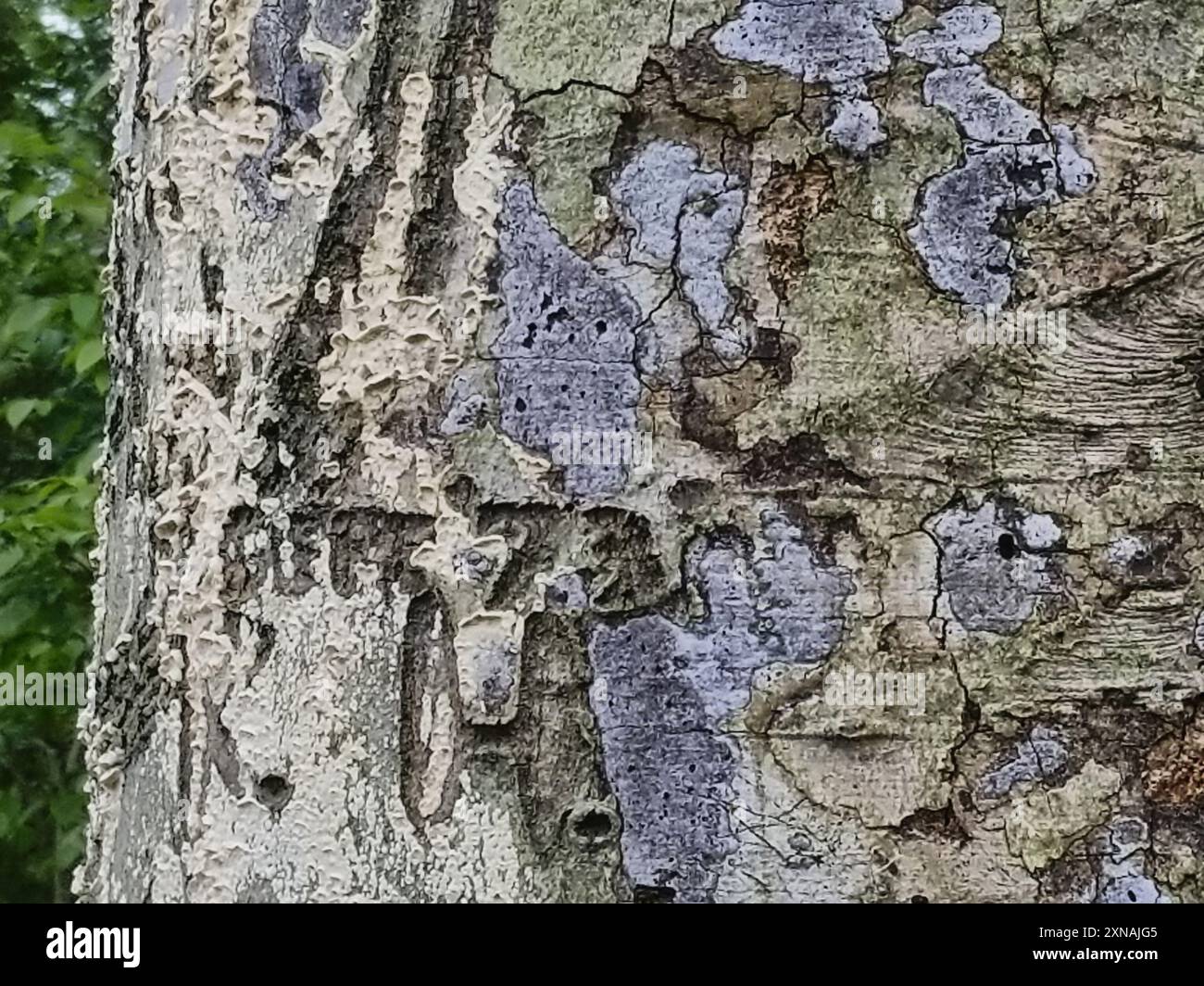 Beech Scale (Cryptococcus fagisuga) Insecta Stock Photo - Alamy