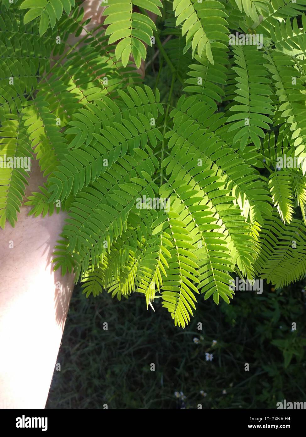 Pacara Earpod Tree (Enterolobium contortisiliquum) Plantae Stock Photo ...