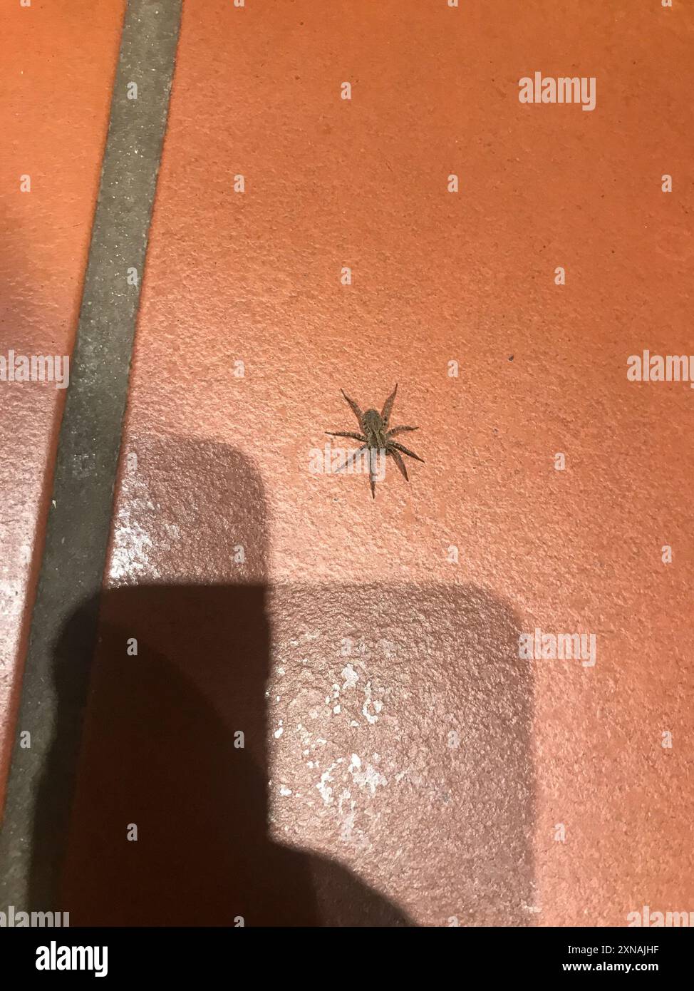 Fox Spiders (Alopecosa) Arachnida Stock Photo - Alamy