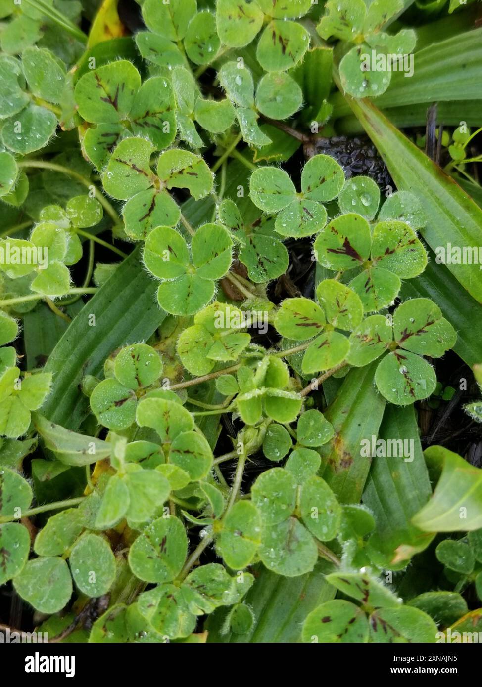 Subterranean Clover (Trifolium subterraneum) Plantae Stock Photo - Alamy
