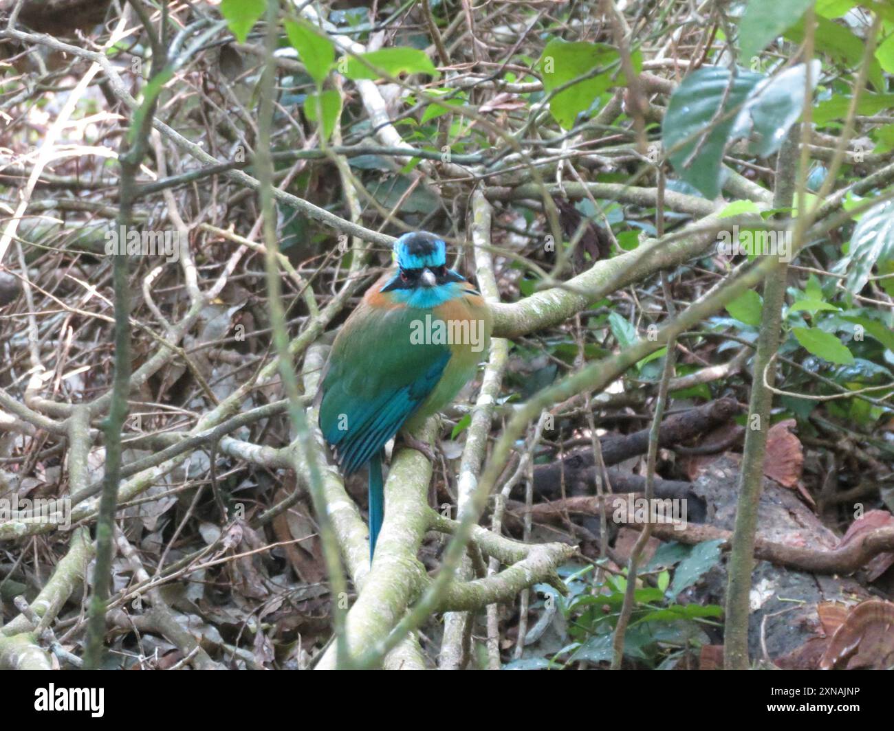 Lesson's Motmot (Momotus lessonii) Aves Stock Photo - Alamy
