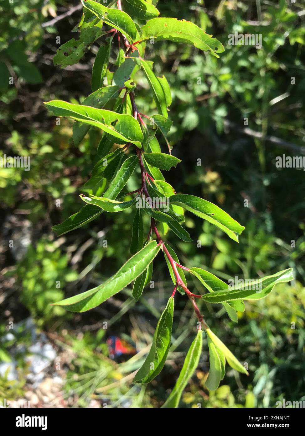 Chickasaw plum (Prunus angustifolia) Plantae Stock Photo - Alamy