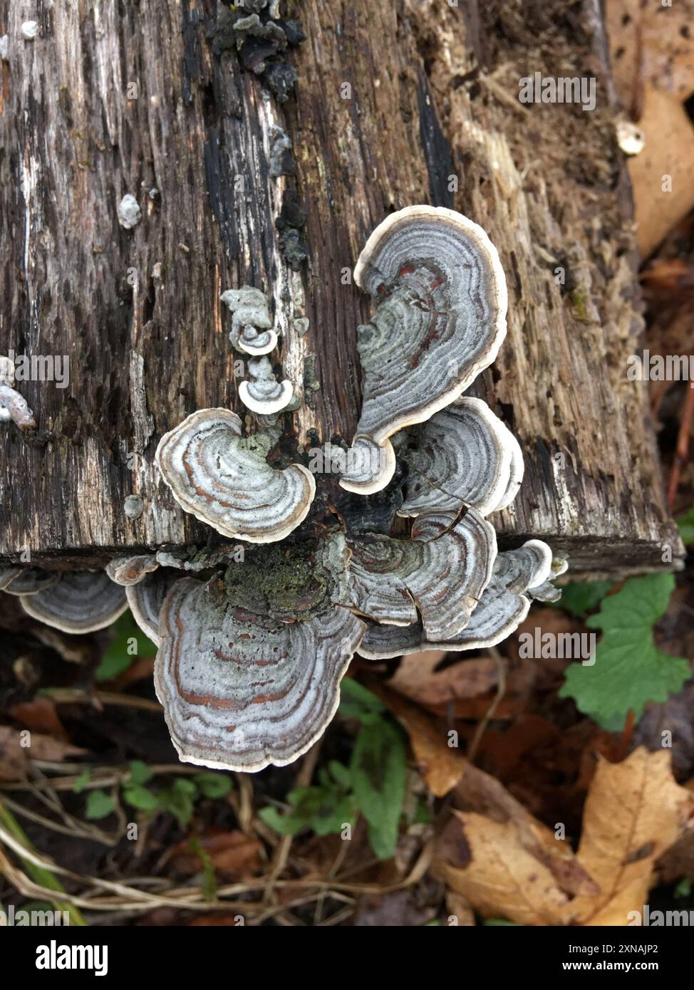 turkey-tail (Trametes versicolor) Fungi Stock Photo - Alamy