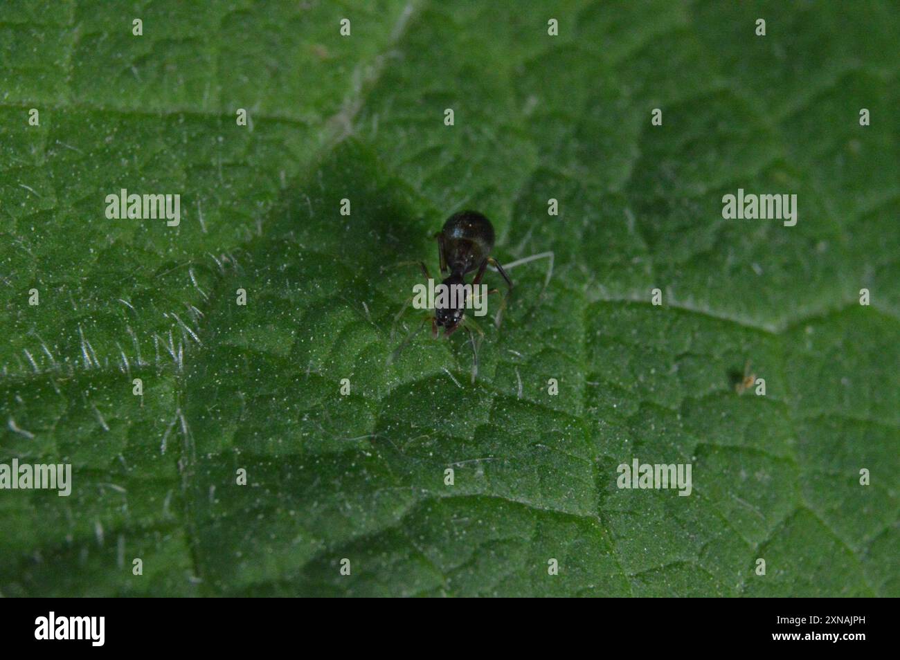 Slender Ant-mimic Jumping Spider (Synemosyna formica) Arachnida Stock ...