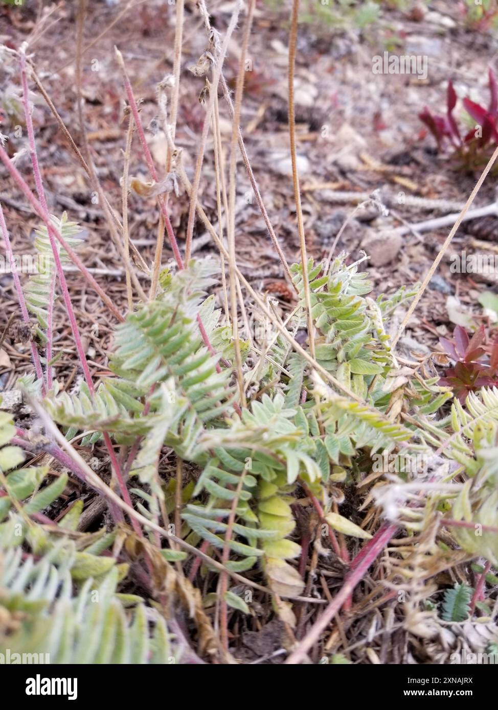 Nodding Locoweed (Oxytropis deflexa) Plantae Stock Photo - Alamy