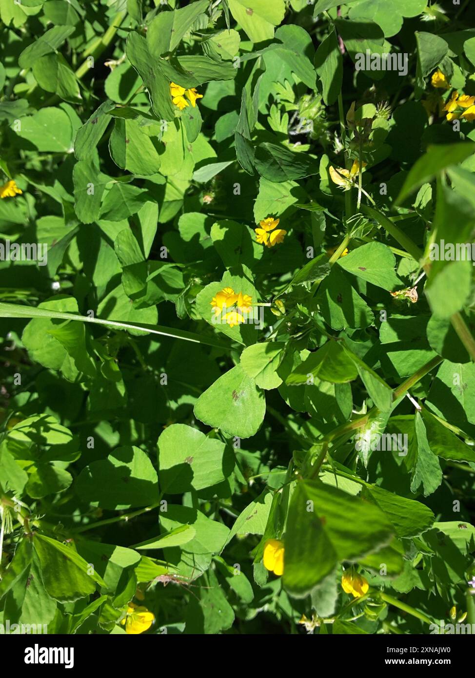 Spotted medick (Medicago arabica) Plantae Stock Photo - Alamy