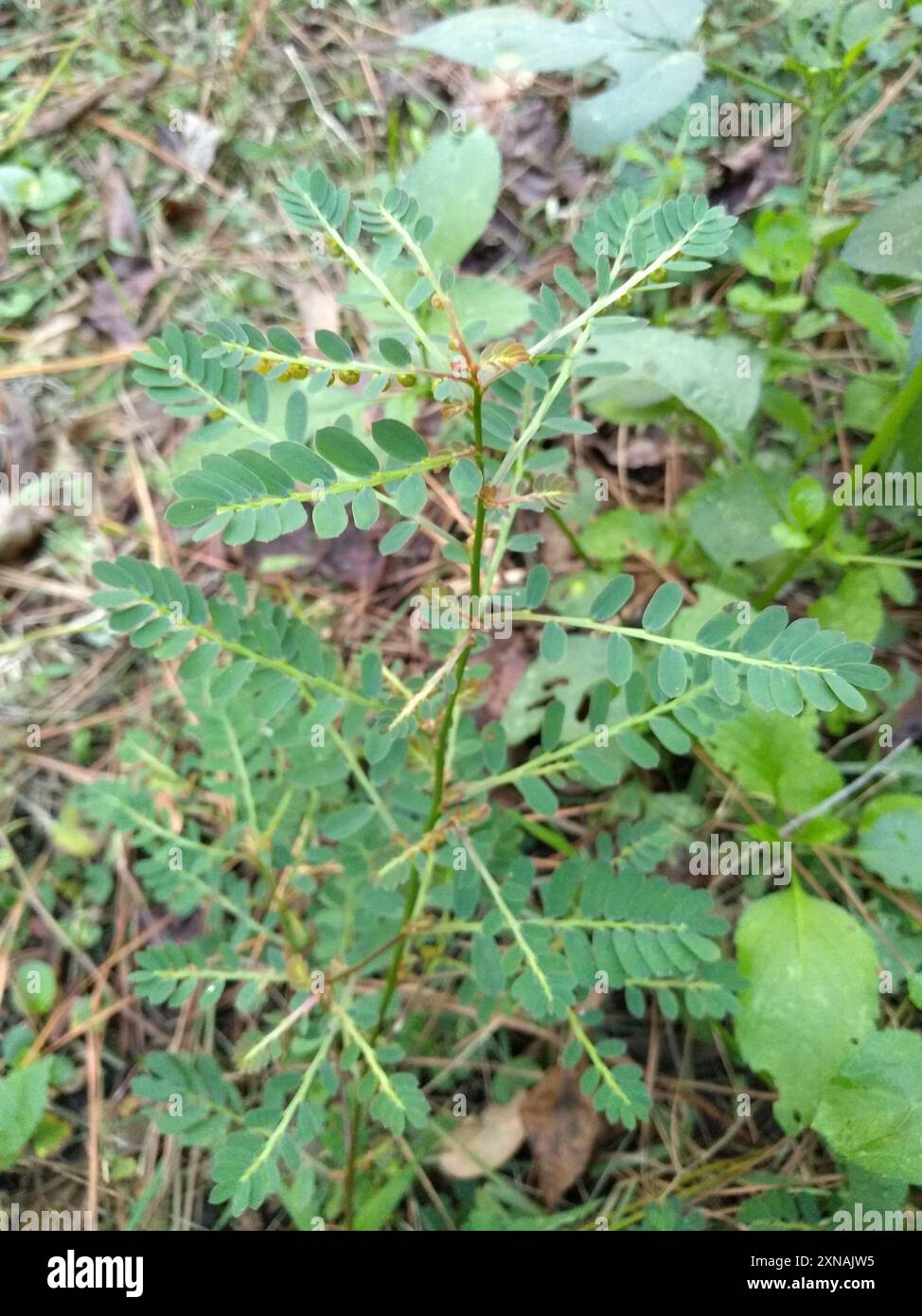Chamberbitter (Phyllanthus urinaria) Plantae Stock Photo - Alamy