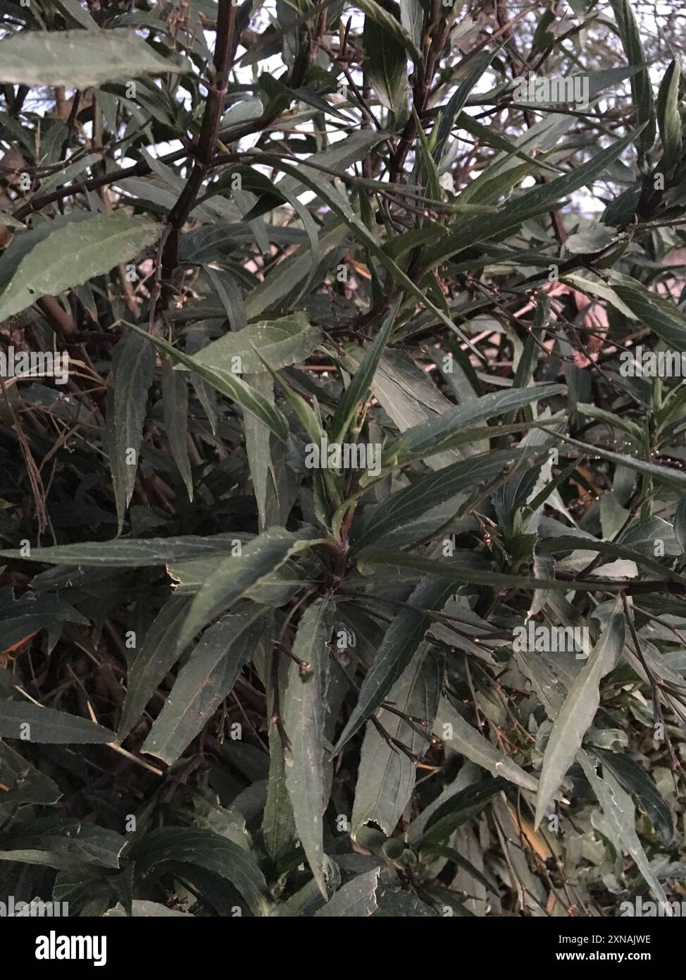 mule fat (Baccharis salicifolia) Plantae Stock Photo - Alamy