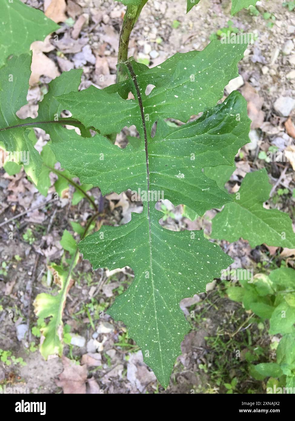 tall blue lettuce (Lactuca biennis) Plantae Stock Photo - Alamy