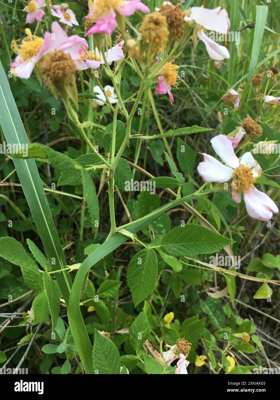climbing prairie rose (Rosa setigera) Plantae Stock Photo - Alamy