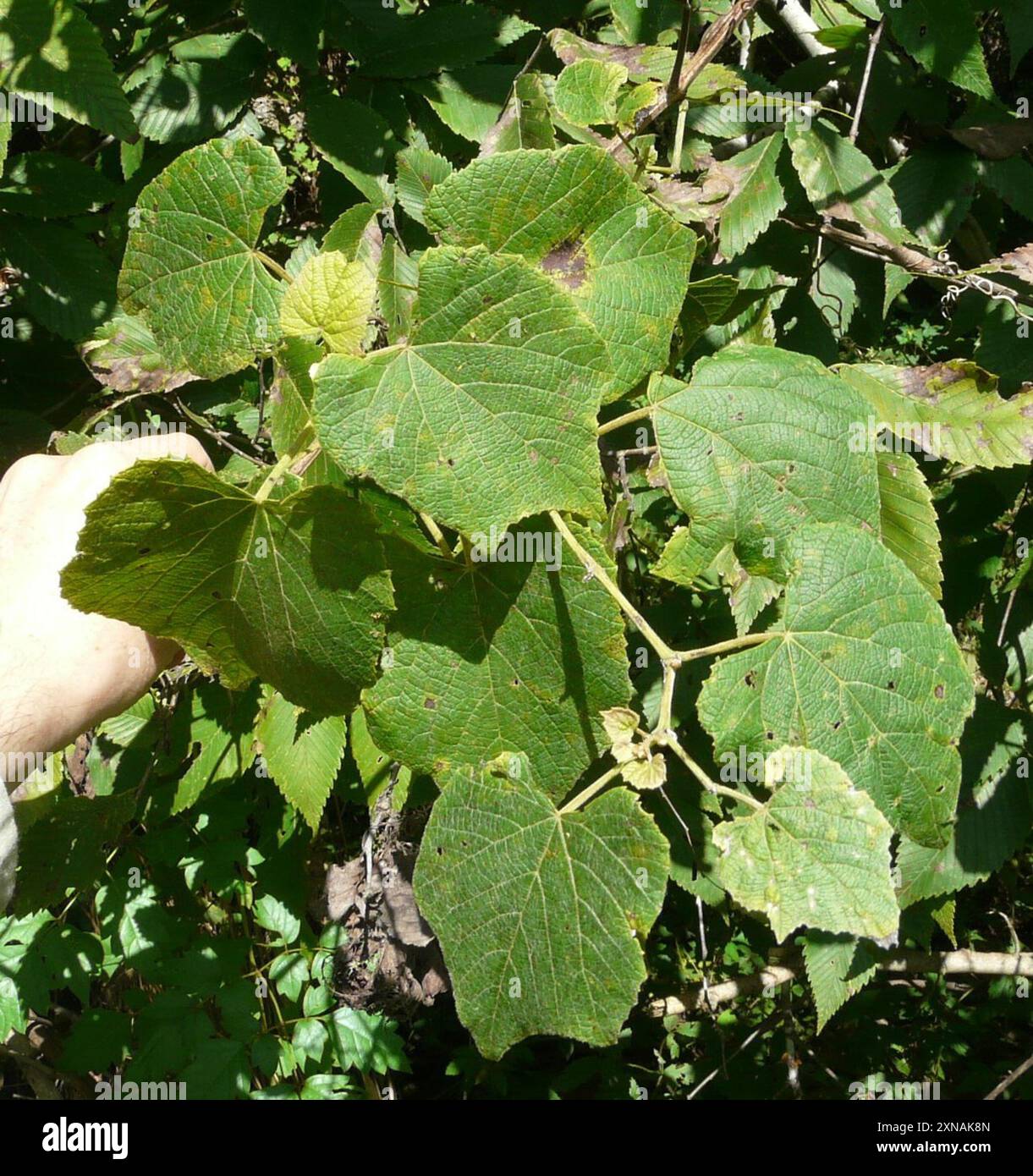 frost grape (Vitis vulpina) Plantae Stock Photo - Alamy