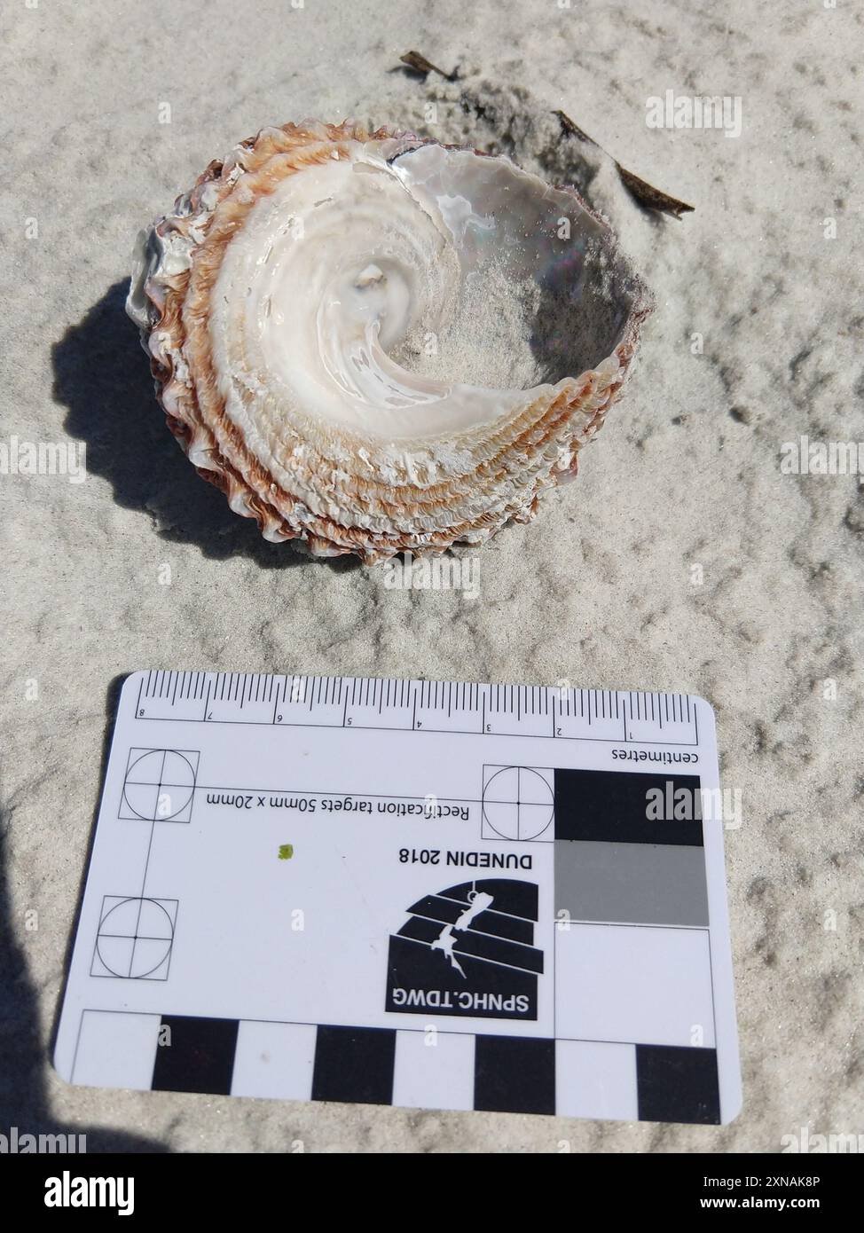 Cook's Turban (Cookia sulcata) Mollusca Stock Photo - Alamy