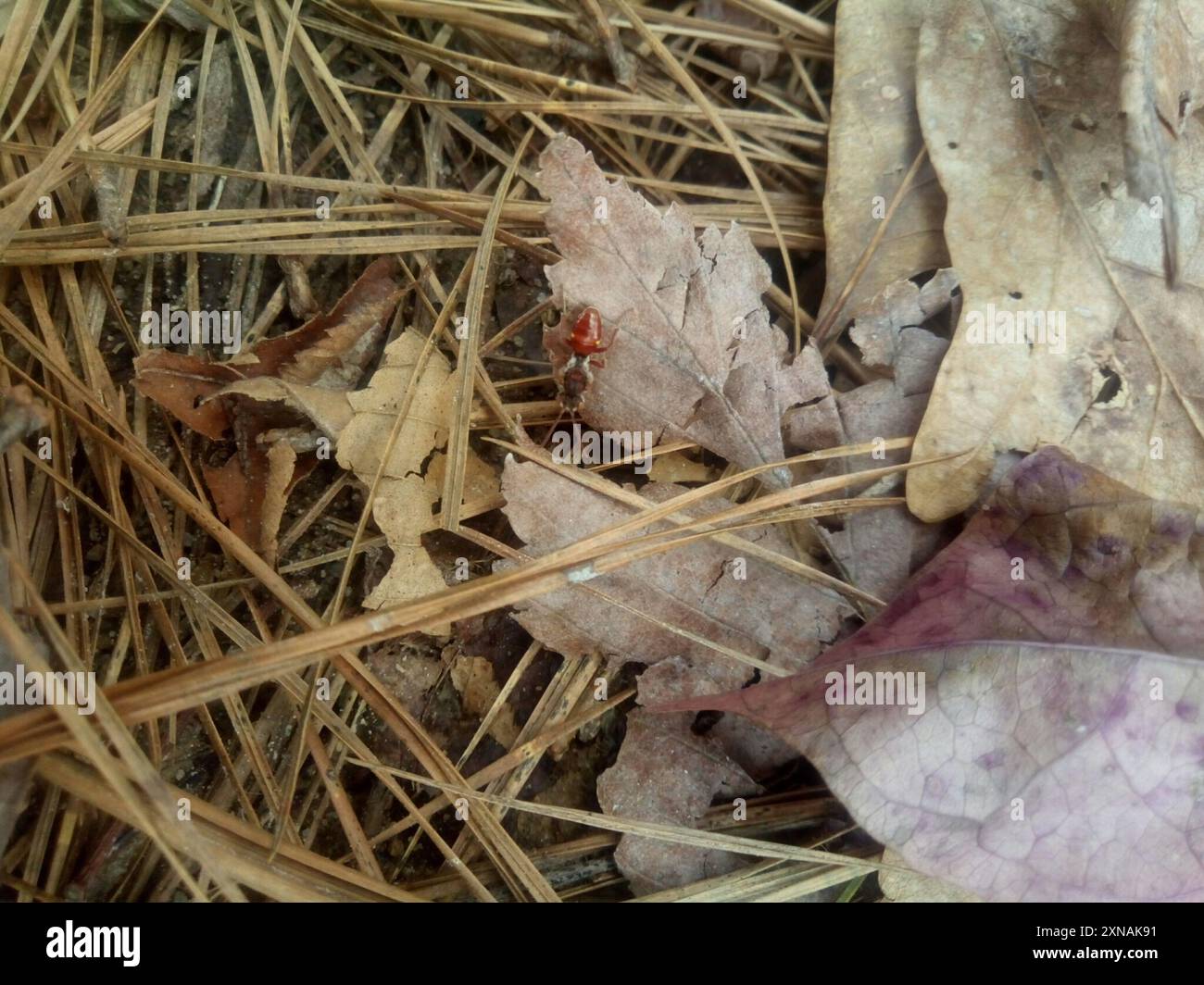 Nomad Bees (Nomada) Insecta Stock Photo - Alamy
