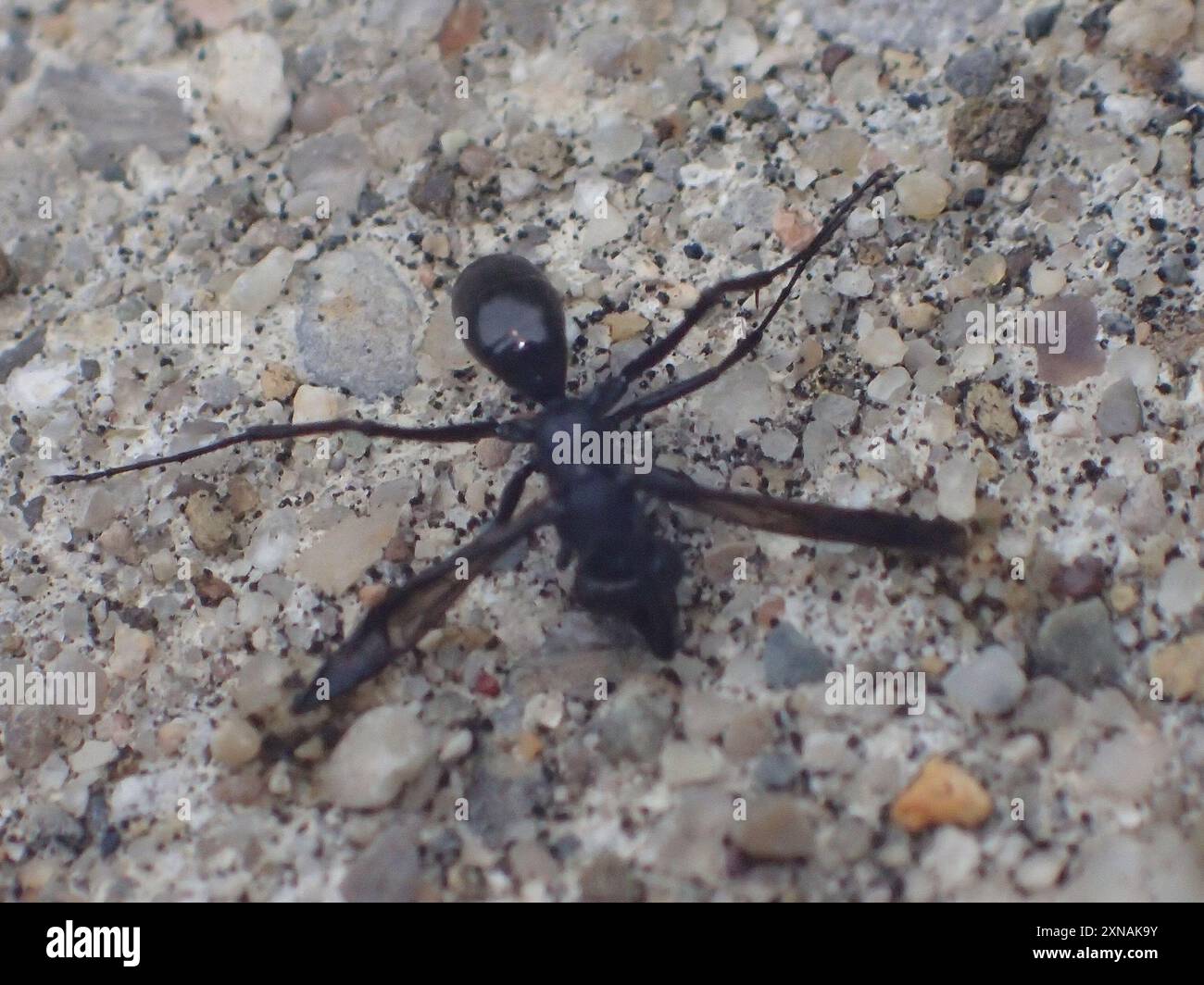 Spider Wasps (Pompilidae) Insecta Stock Photo - Alamy