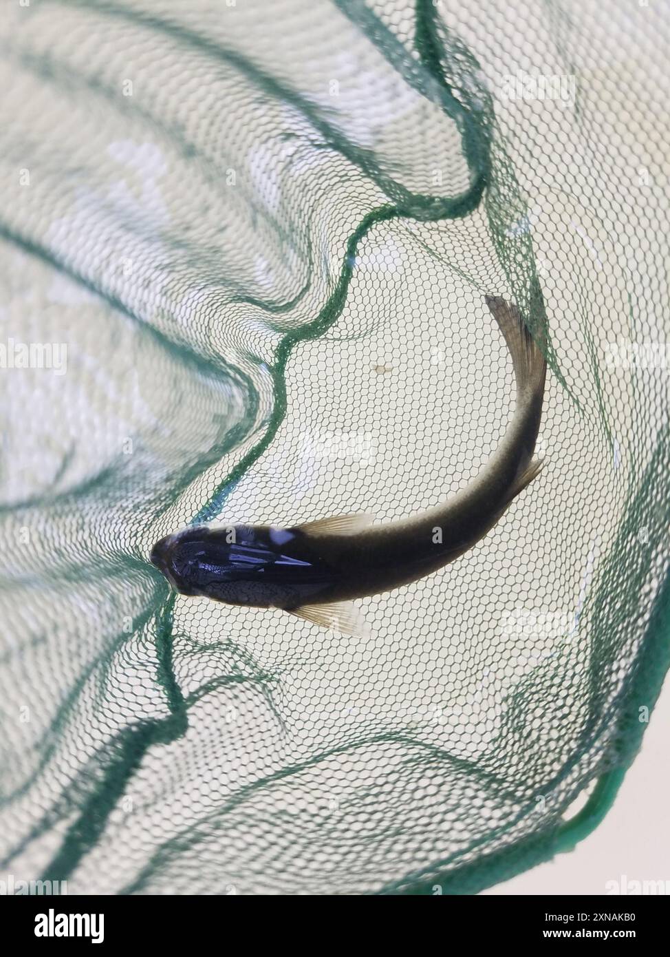 White Mullet (Mugil curema) Actinopterygii Stock Photo - Alamy